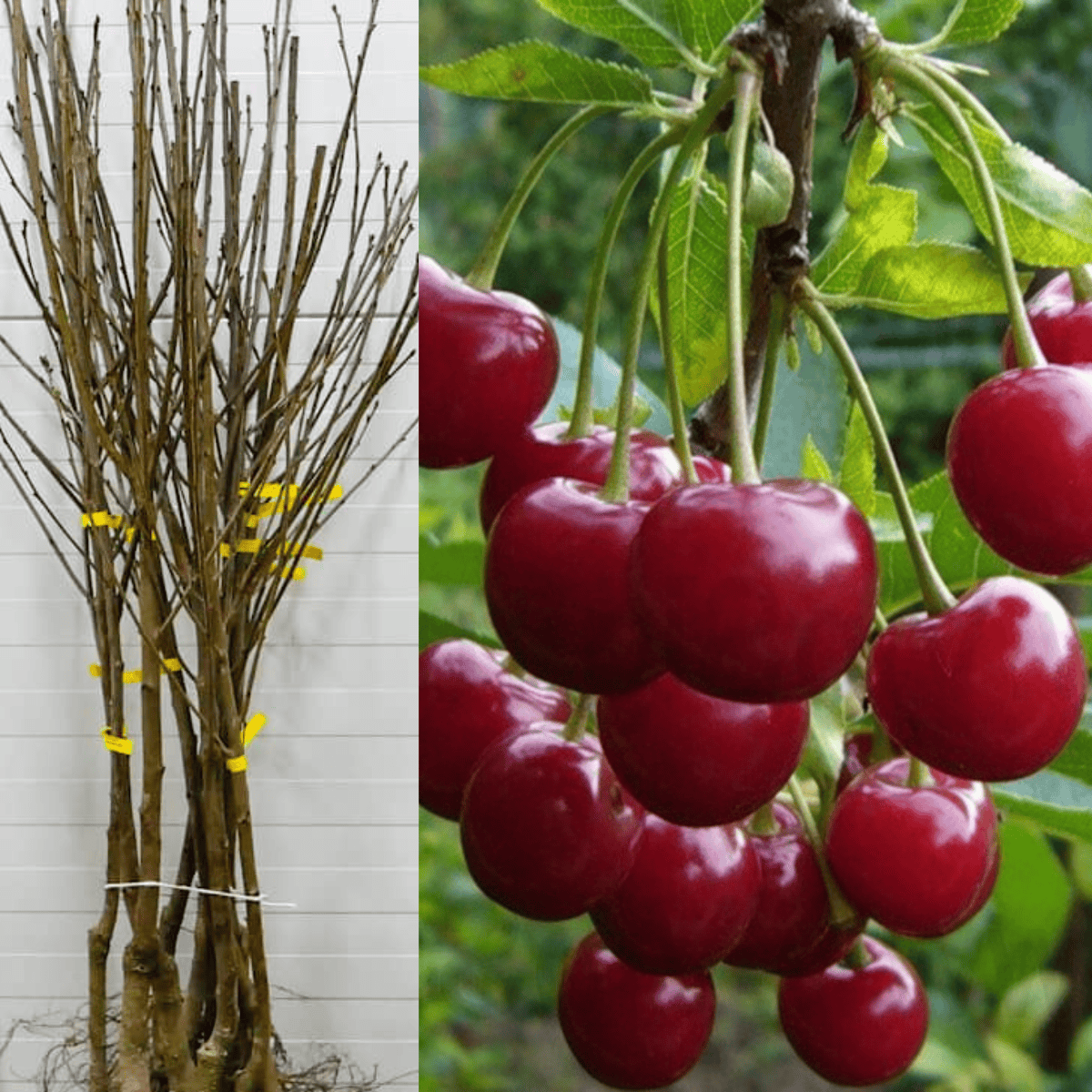 Sadzonki roślin, drzew i krzewów do ogrodu - Dom i Ogród Aleksandra